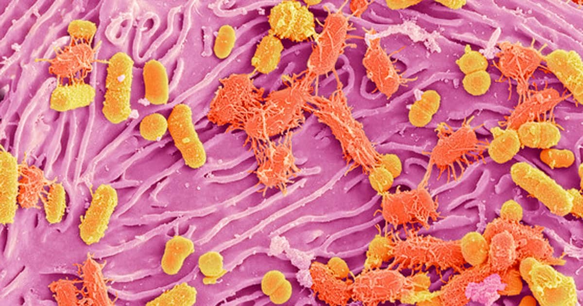 How Bacteria Influence Our Health and Immunity
