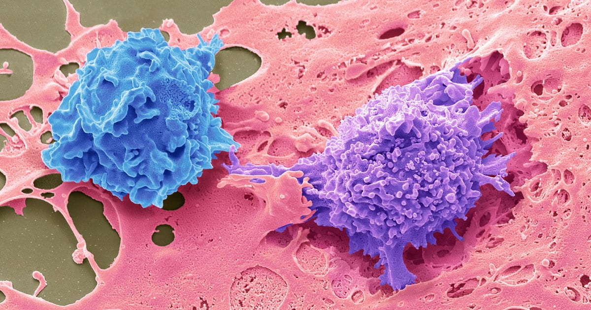 Natural Killer Cells Microscope