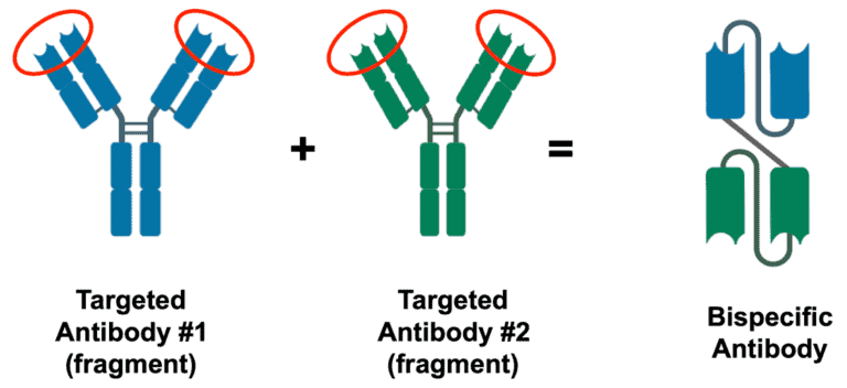 Targeted Antibodies - Cancer Research Institute