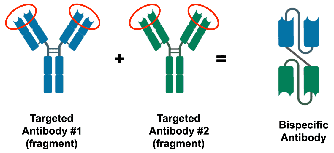 Targeted Antibodies - Cancer Research Institute